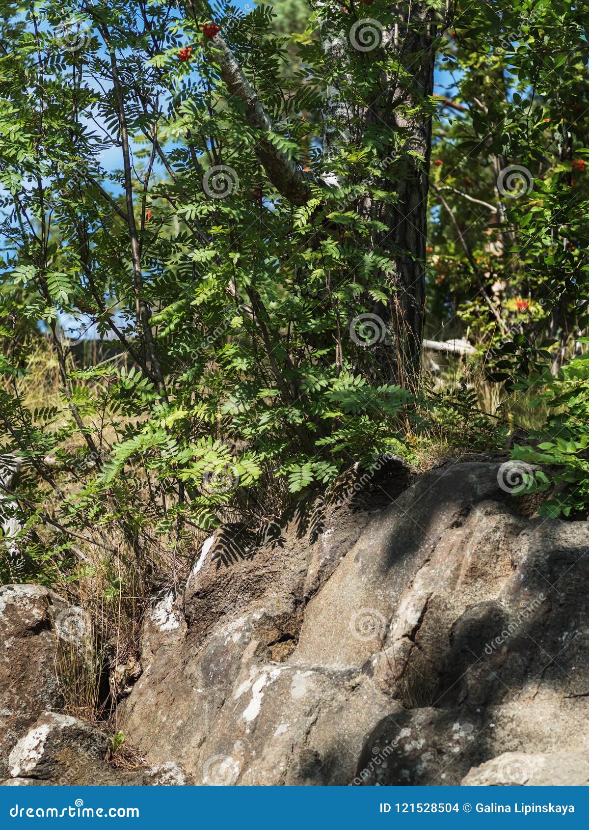 Tree on the Edge of the Cliff. Stock Photo - Image of idyllic, view ...