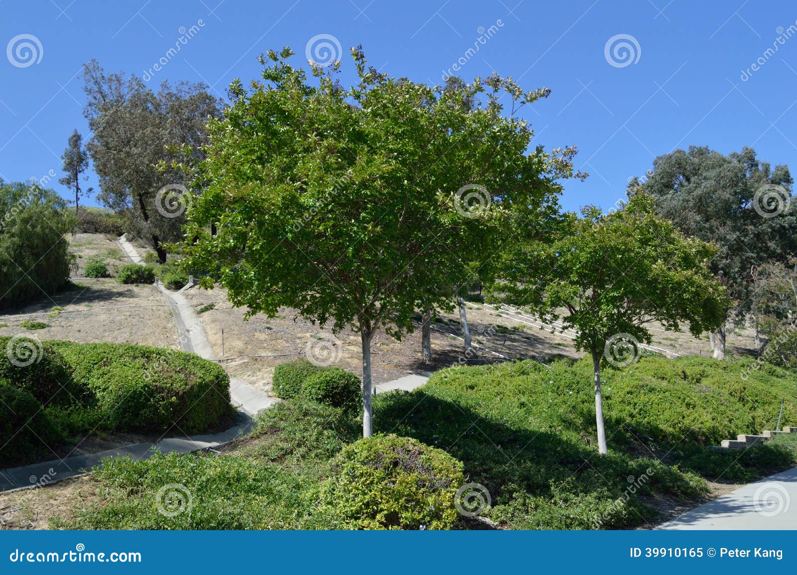 Tree with Bushes on Hillside Stock Image - Image of blue, leaves: 39910165