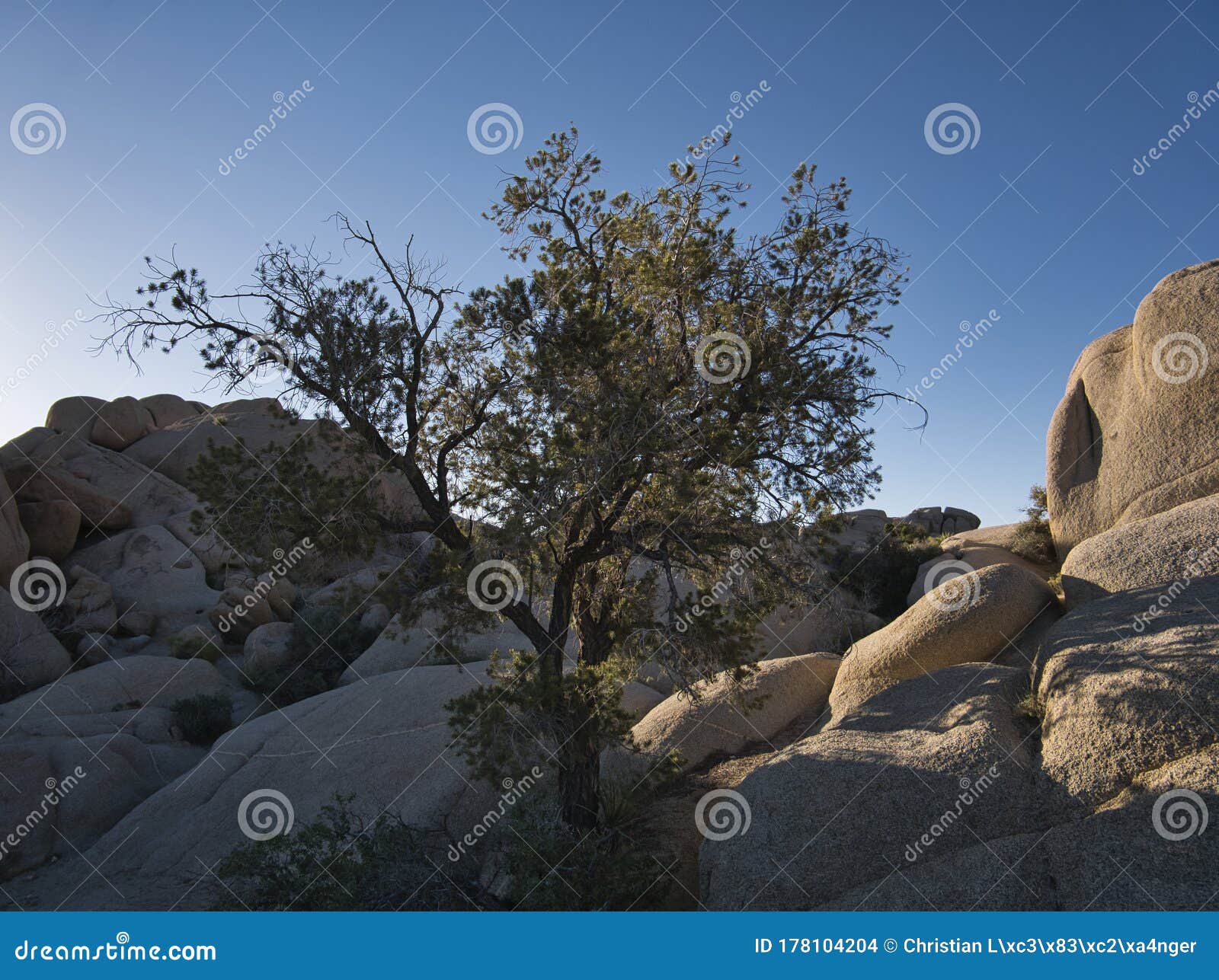 A Tree and Bushes between the Round Rocks Stock Photo - Image of leaves ...
