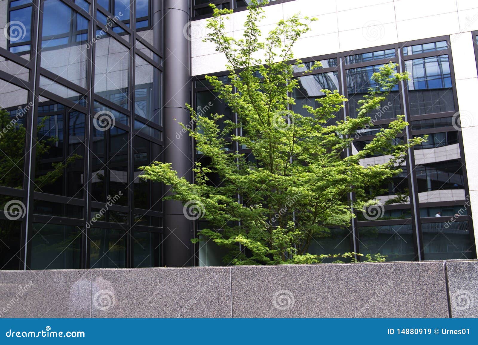 Tree in a business park stock image. Image of green, business - 14880919