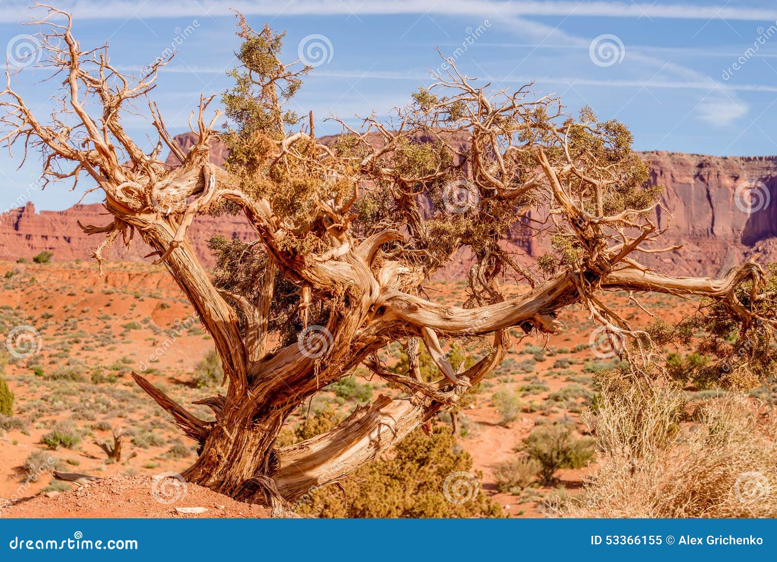 A Tree a Butte in Monument Valley Stock Image - Image of tree, monument ...