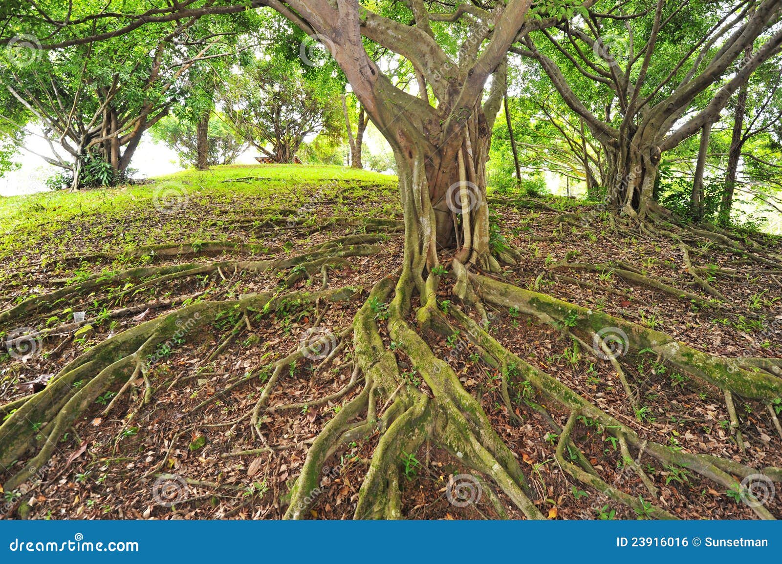 Tree with Buttress Roots stock photo. Image of tropical - 23916016