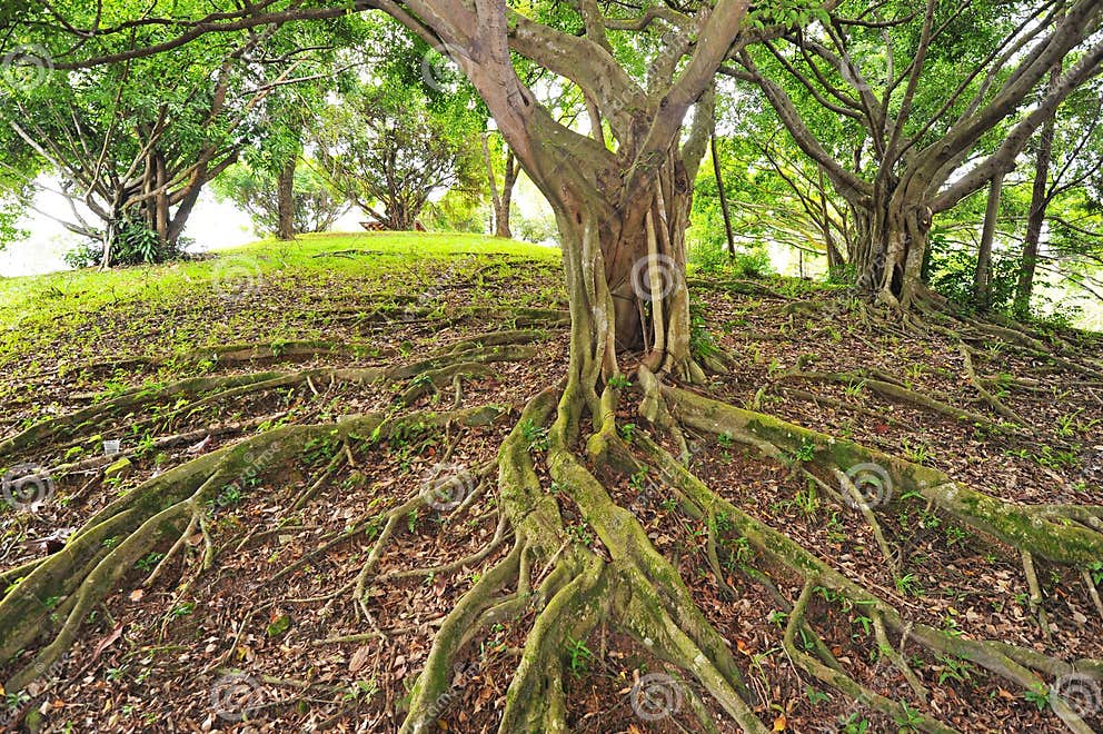 Tree with Buttress Roots stock photo. Image of tropical - 23916016