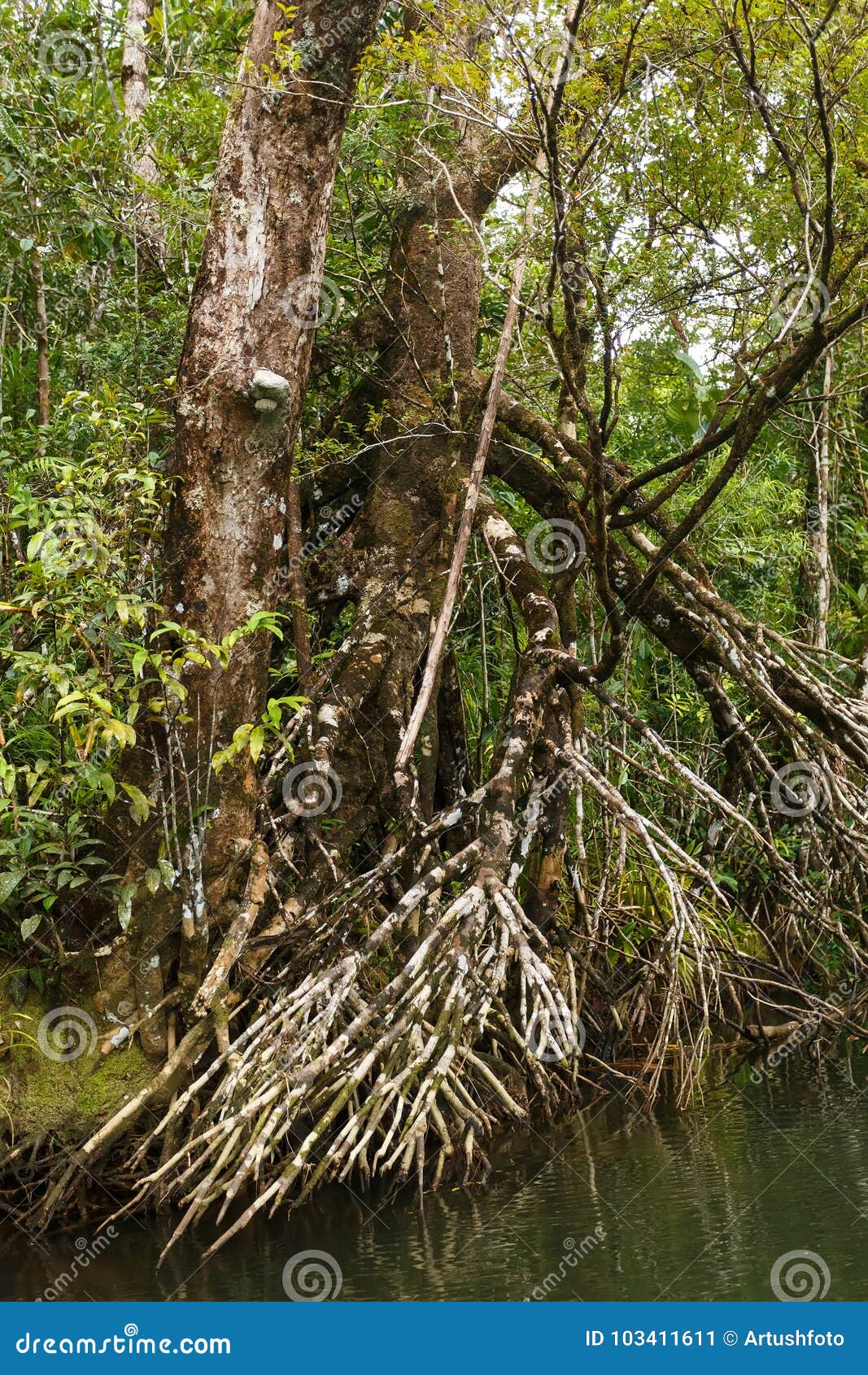 Tree Buttressed by Roots, Madagascar Rainforest Stock Image - Image of ...