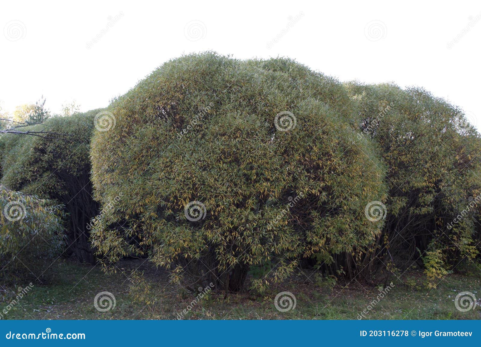 Butyfull Round Crowns Stock Photos - Free & Royalty-Free Stock Photos ...