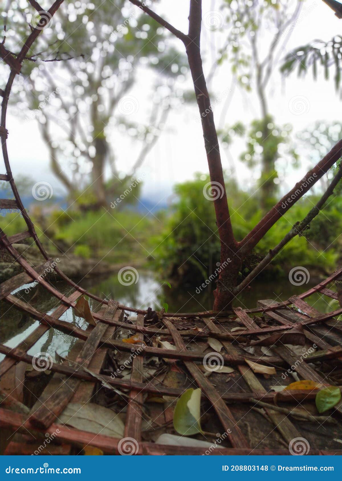 Tree cage in the forest stock photo. Image of cage, forest - 208803148