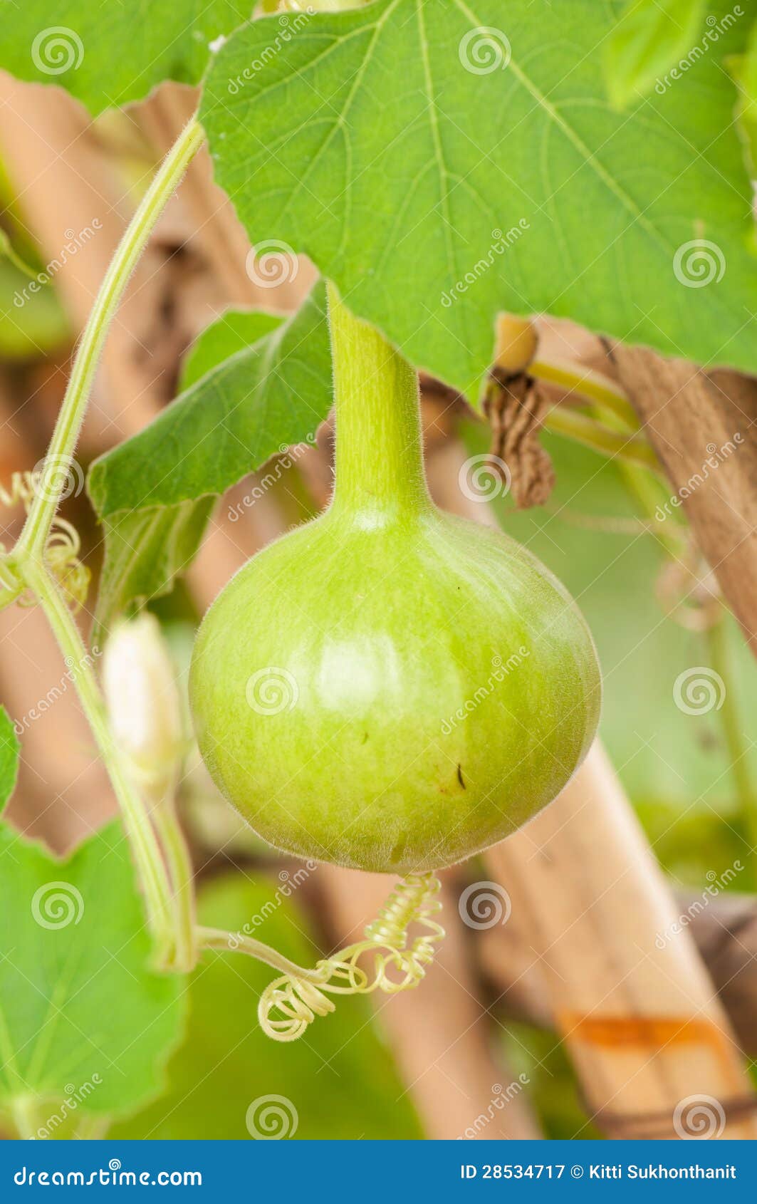 Tree of Calabash stock image. Image of ingredient, shaped - 28534717