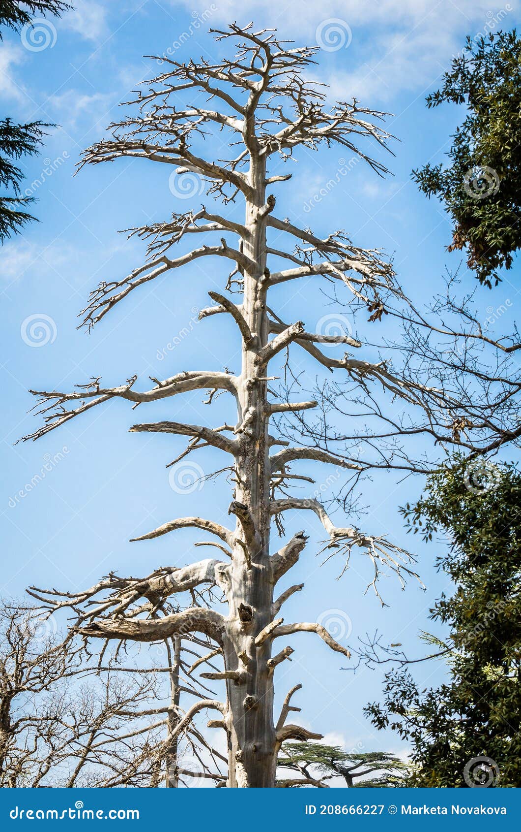 This Tree is Called `Le Cedre Gouraud` - Probably Biggest Cedar in ...
