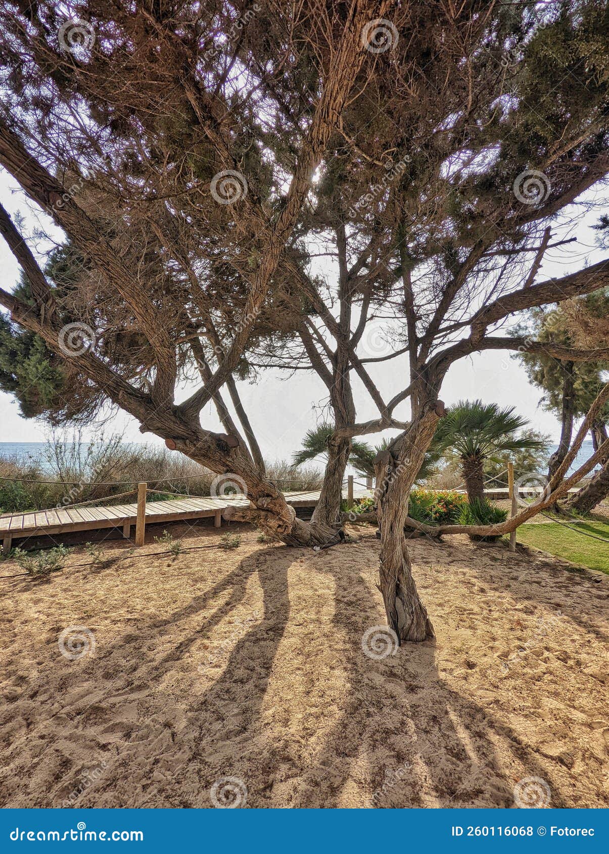 Tree Called Sabina in Front of the Sea. Mediterranean Tree Stock Photo ...