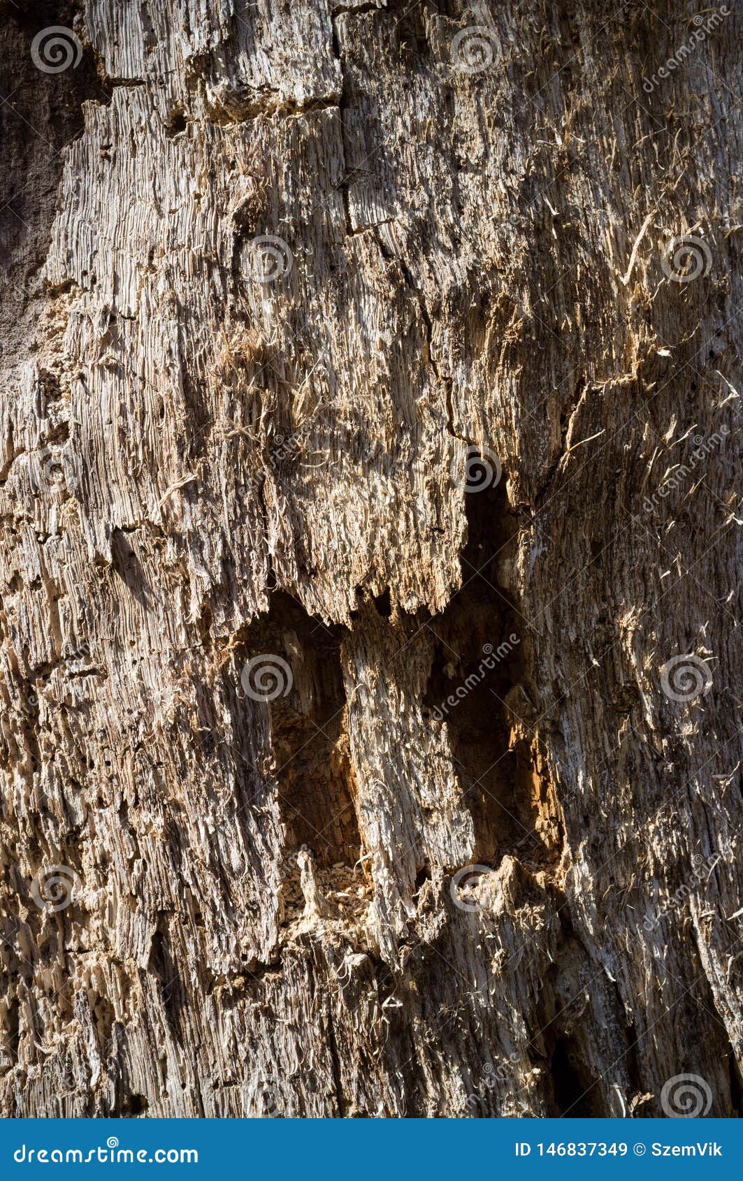 Tree Cambium Texture Detail Stock Image - Image of closeup, rural ...