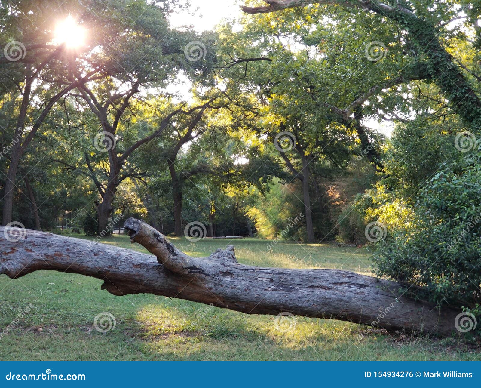 Tree at Cameron park stock photo. Image of trees, park - 154934276