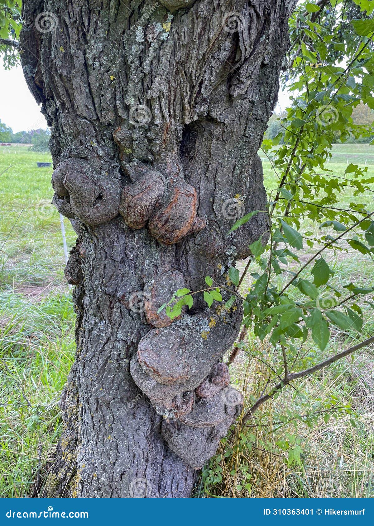 Tree Cancer Growths on an Old Fruit Tree Stock Image - Image of droll ...