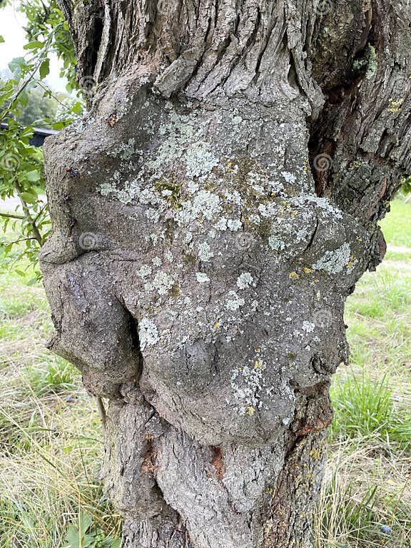 Tree Cancer Growths on an Old Fruit Tree Stock Photo - Image of grow ...