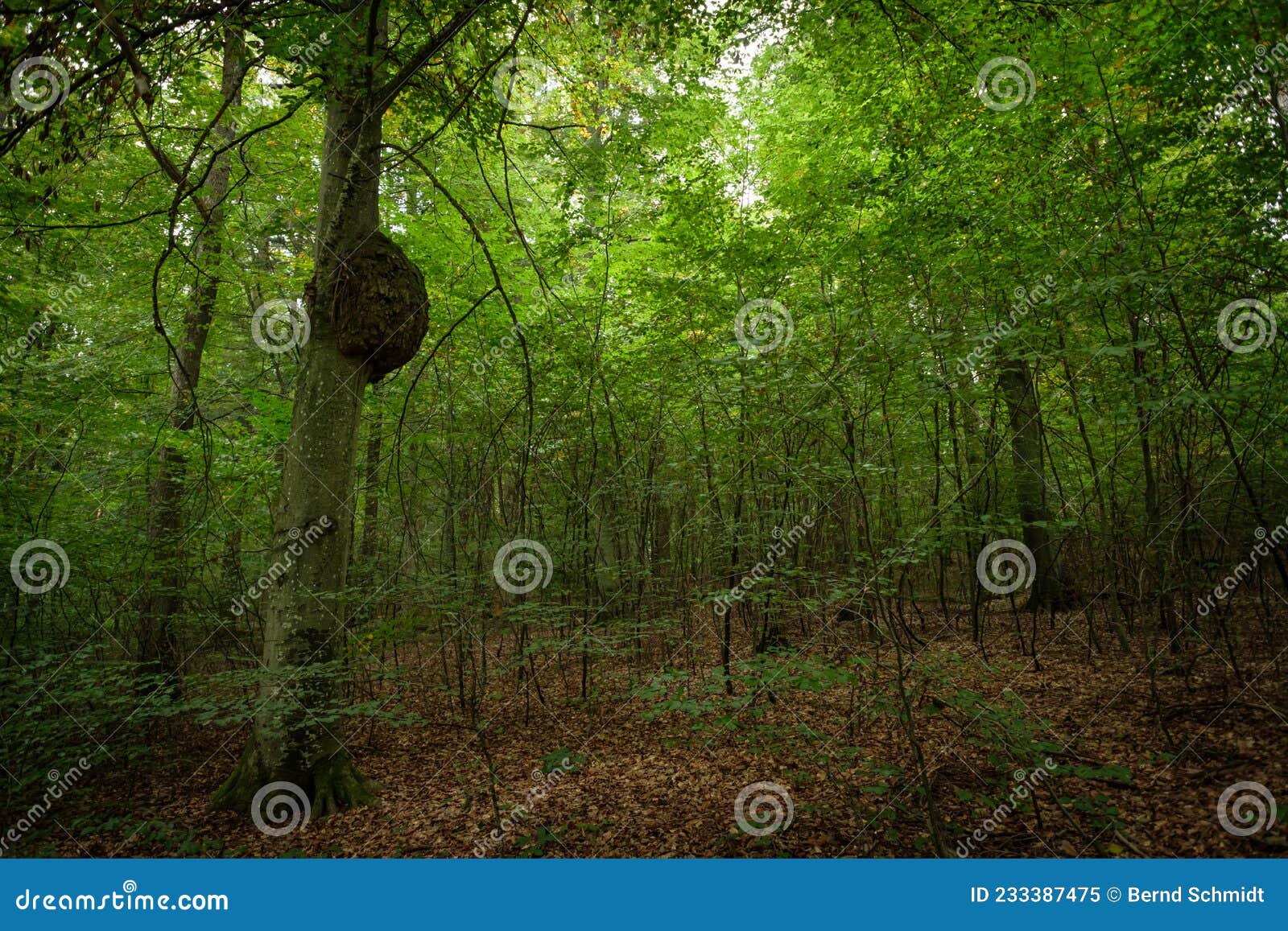 Tree Cancer at a Trunk in a Forest Stock Image - Image of closeup ...