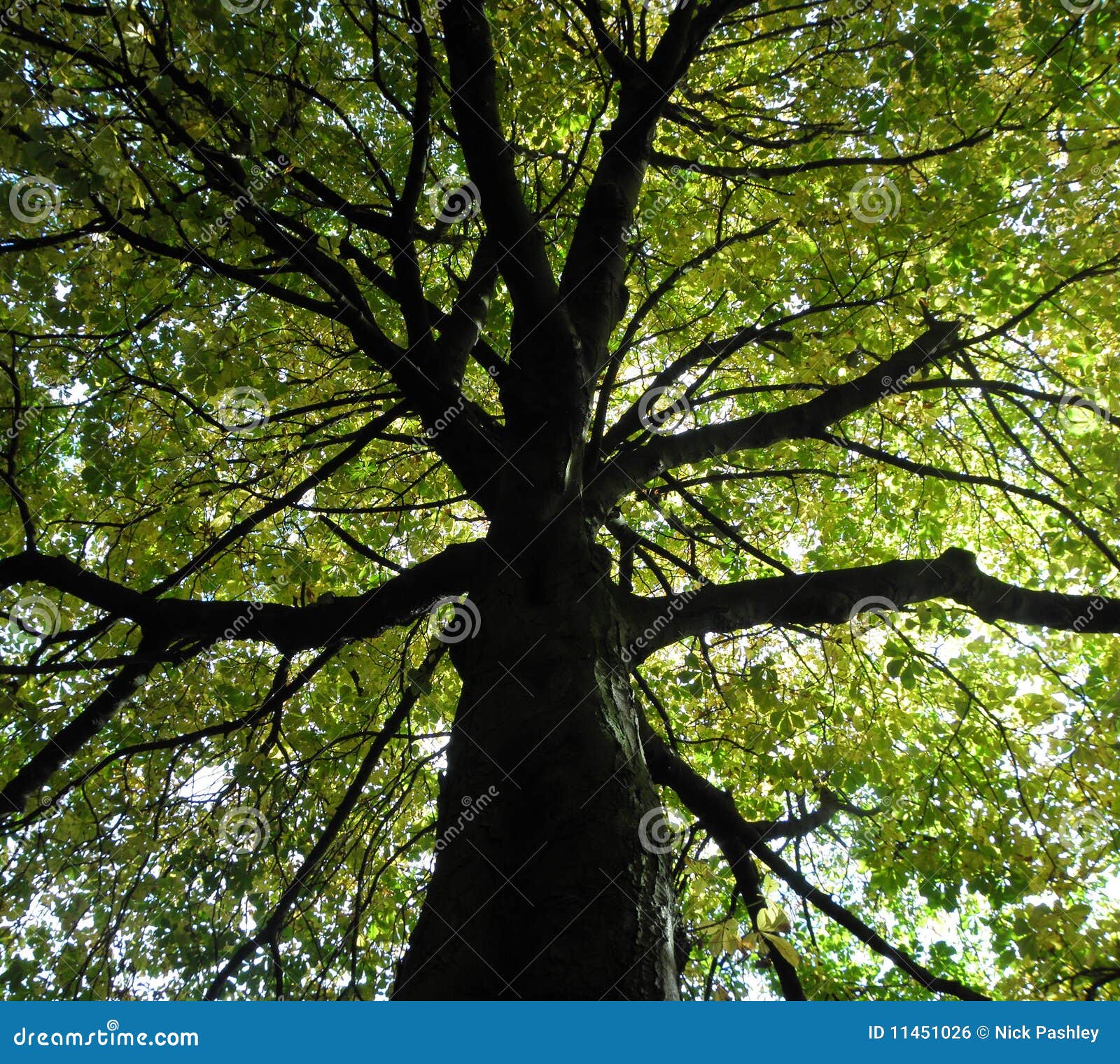Tree canopy stock photo. Image of green, tree, leaves - 11451026