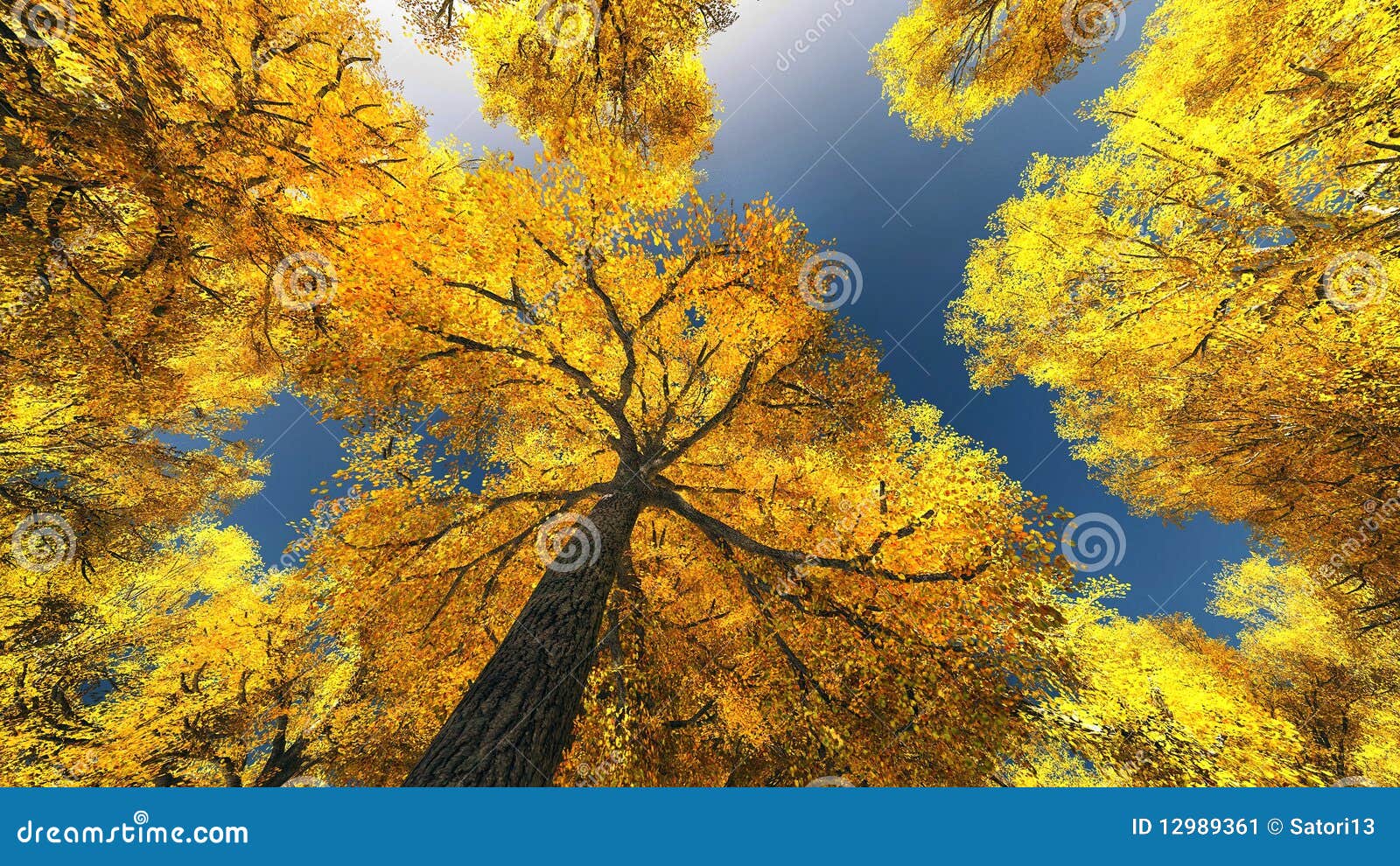 Tree canopy stock image. Image of looking, abstract, outdoor - 12989361