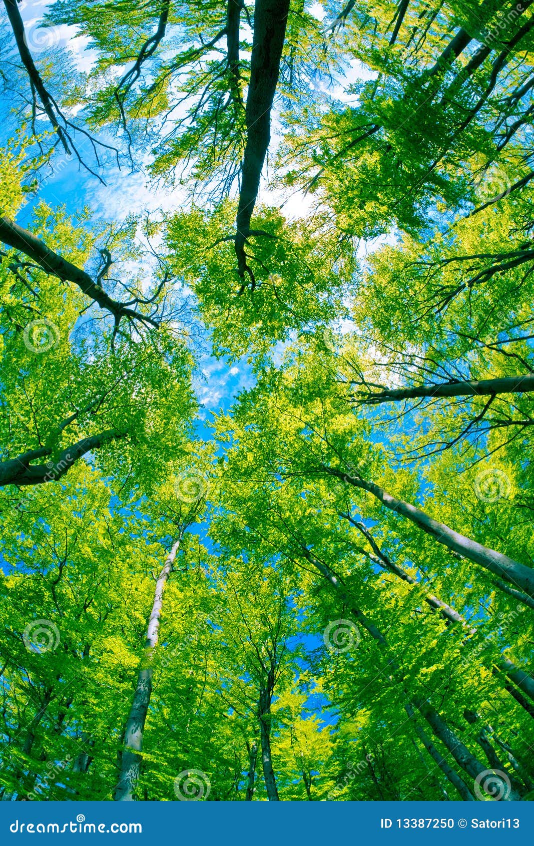 Tree Canopy Stock Photography | CartoonDealer.com #13387250