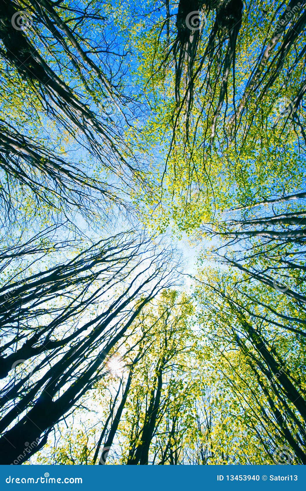 Tree canopy stock photo. Image of park, green, canopy - 13453940