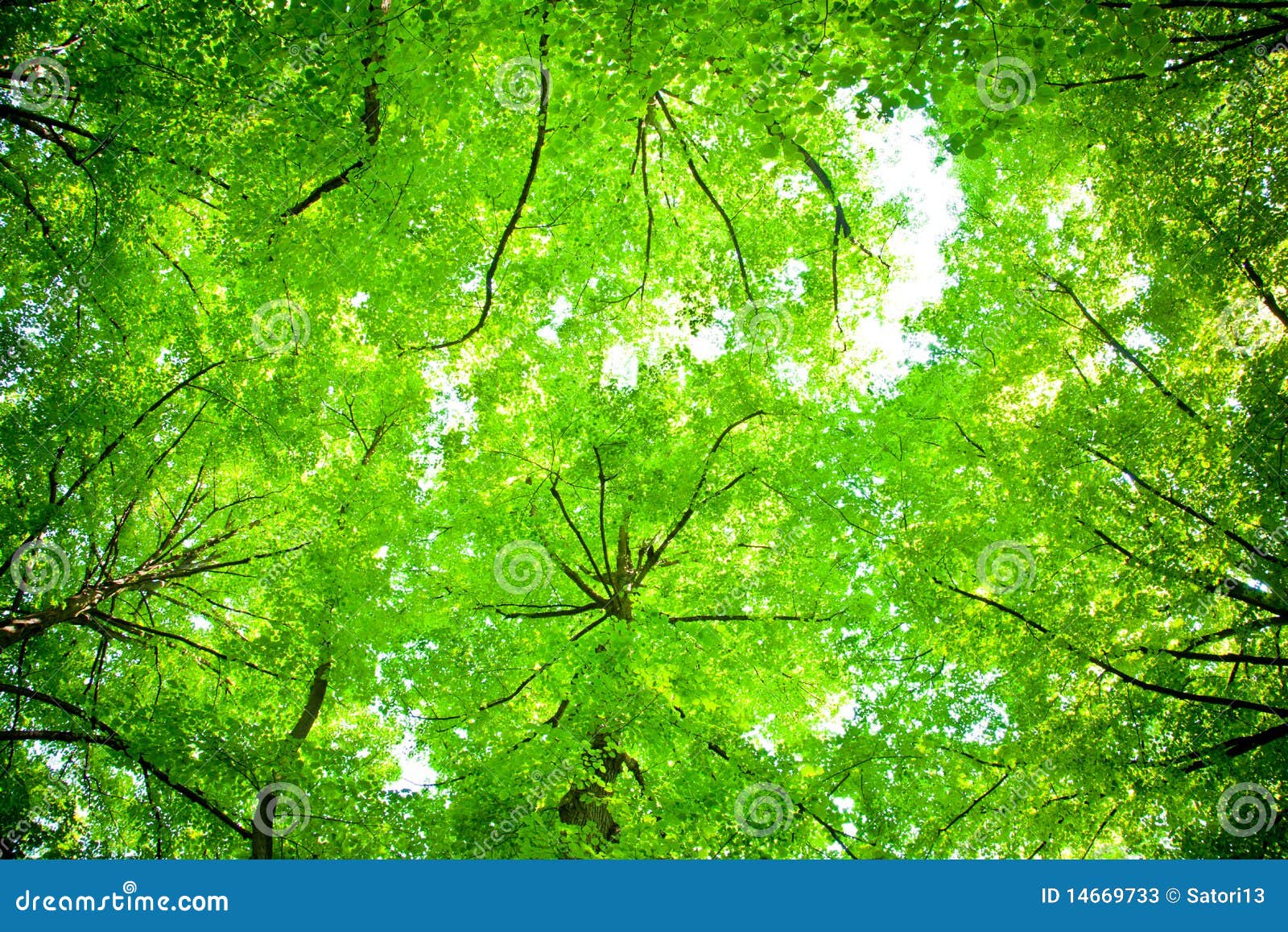 Tree canopy stock image. Image of park, branch, orange - 14669733 Tree canopy stock image. Image of park, branch, orange - 14669733