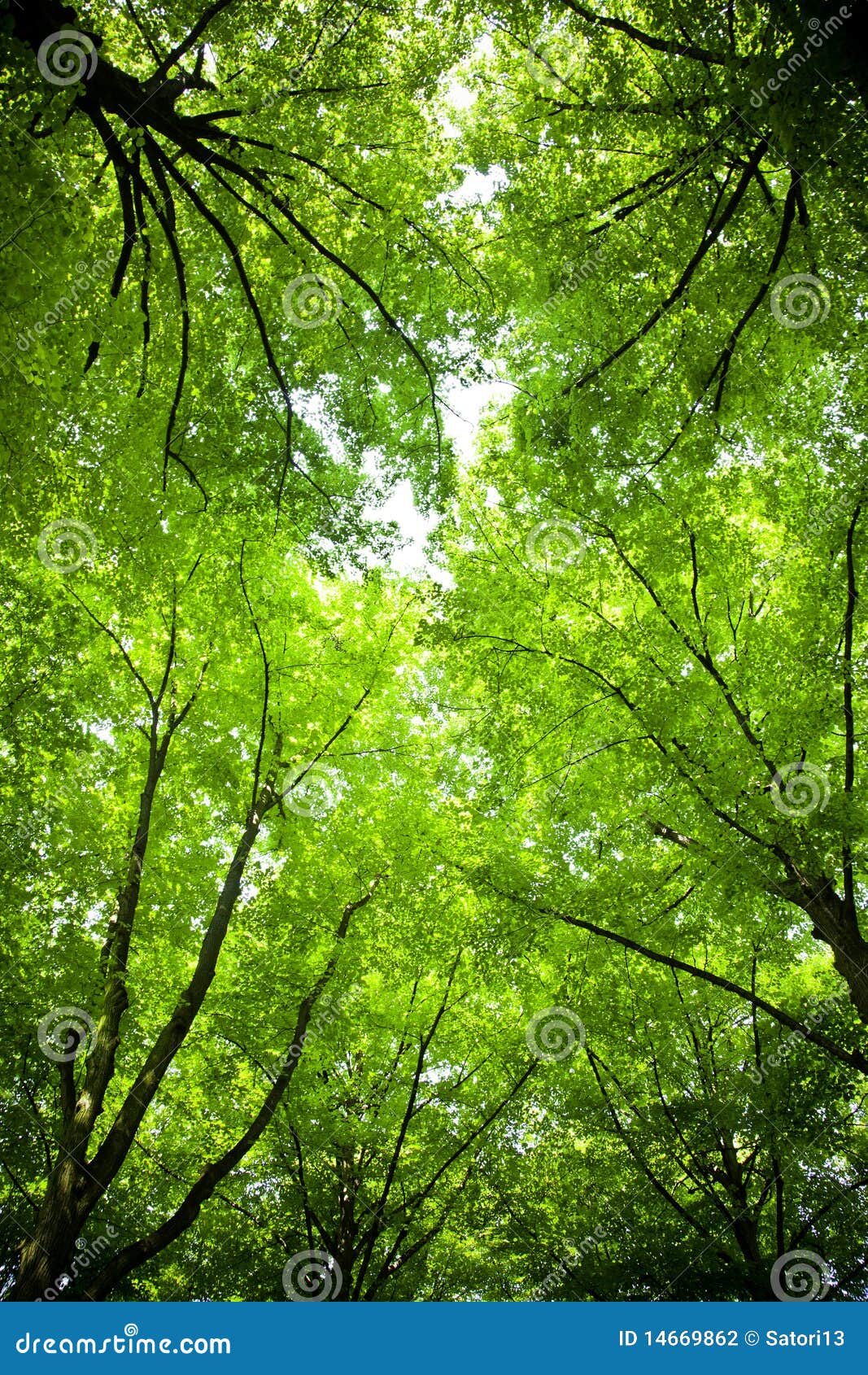 Tree canopy stock photo. Image of pattern, looking, nature - 14669862