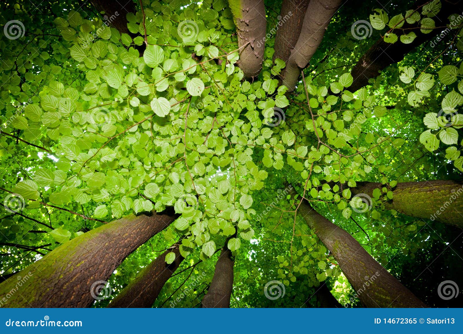 Tree canopy stock image. Image of leaf, light, landscape - 14672365