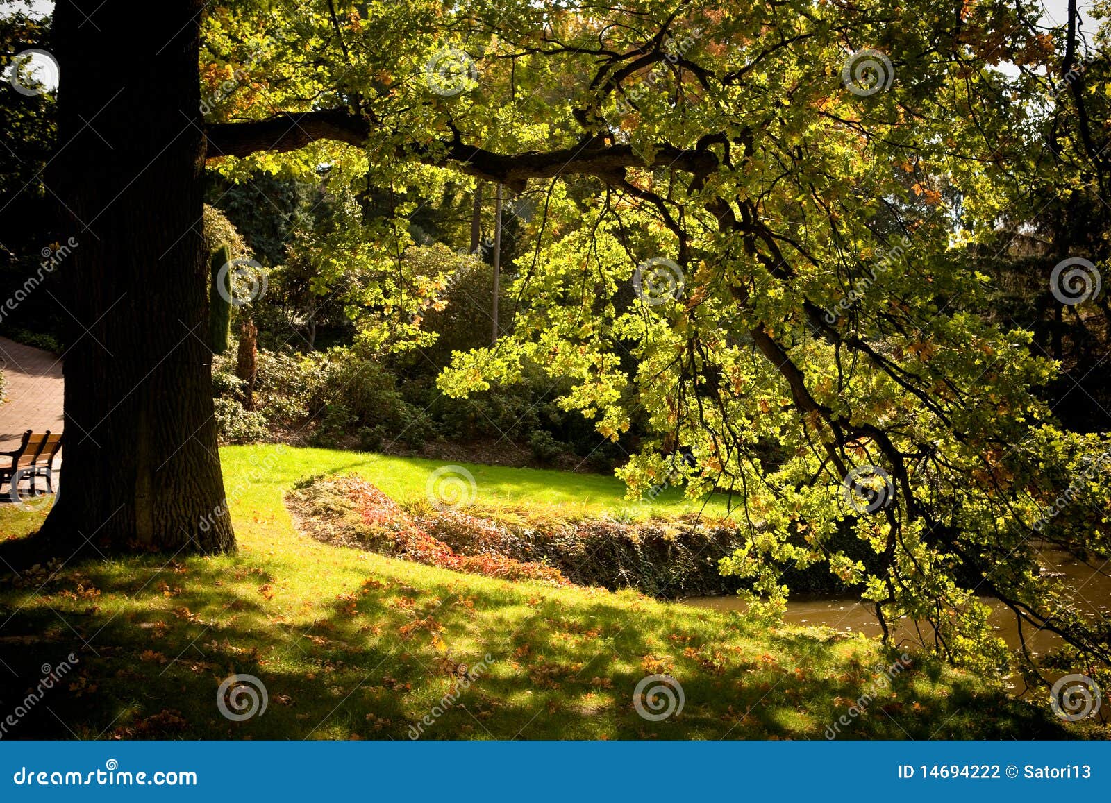 Tree canopy stock photo. Image of calm, environment, arboretum - 14694222