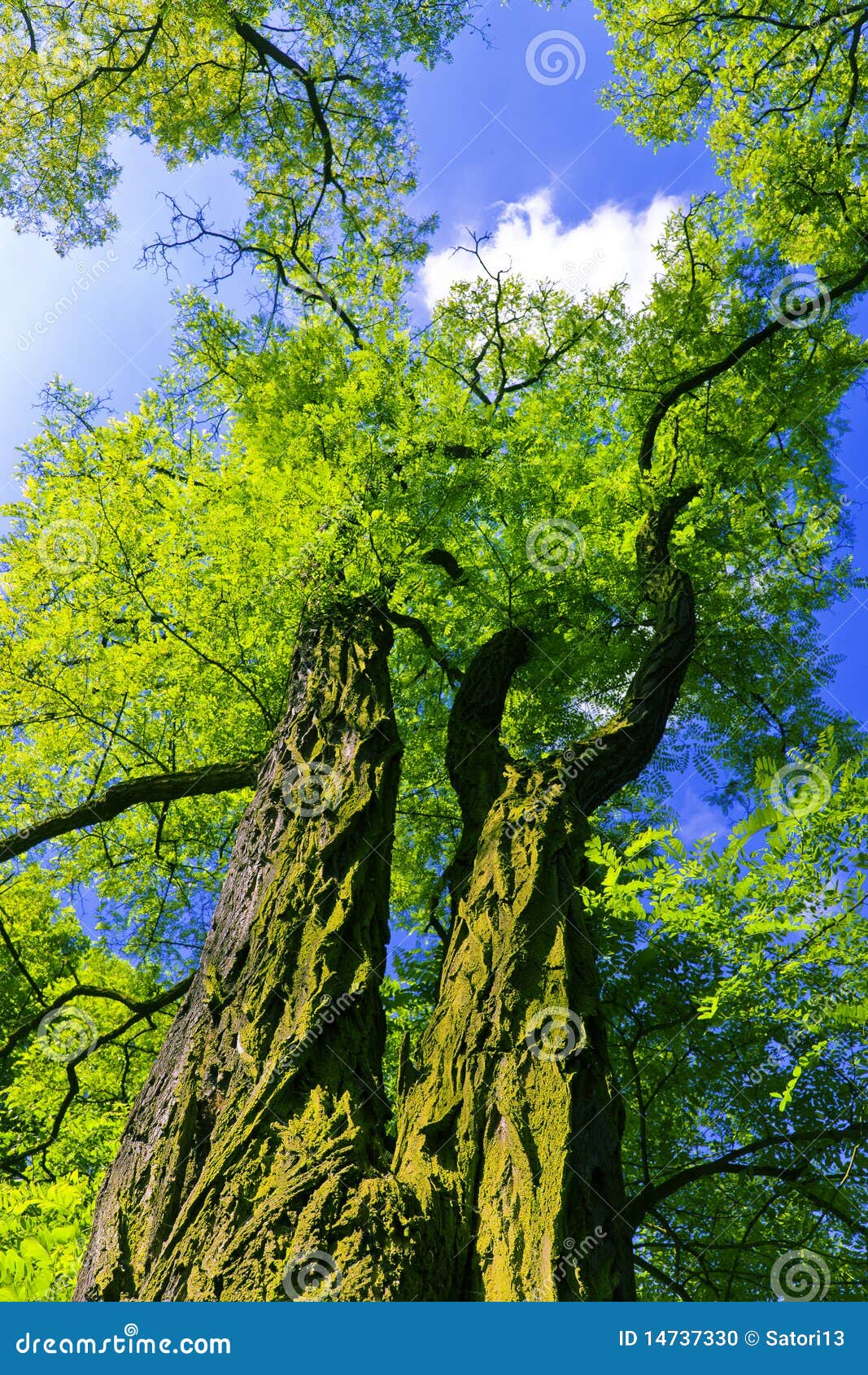 Tree canopy stock photo. Image of scenery, pattern, light - 14737330