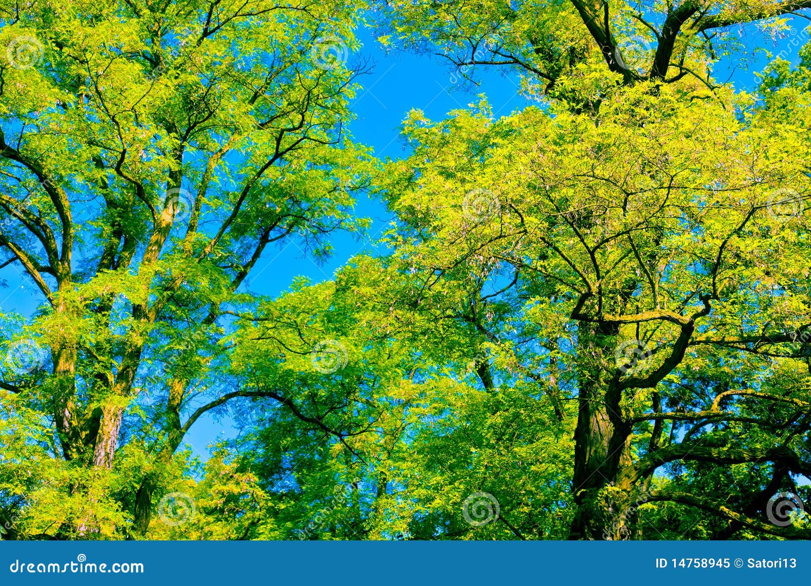 Tree canopy stock image. Image of outdoor, branch, life - 14758945