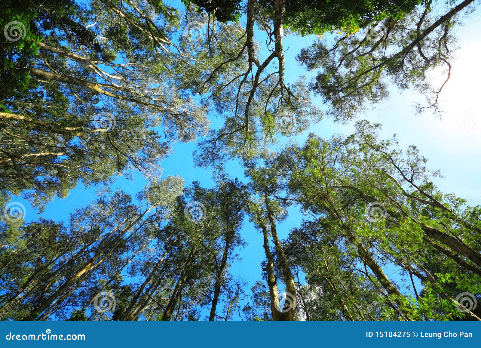 Tree canopy stock image. Image of colorful, orange, green - 15104275