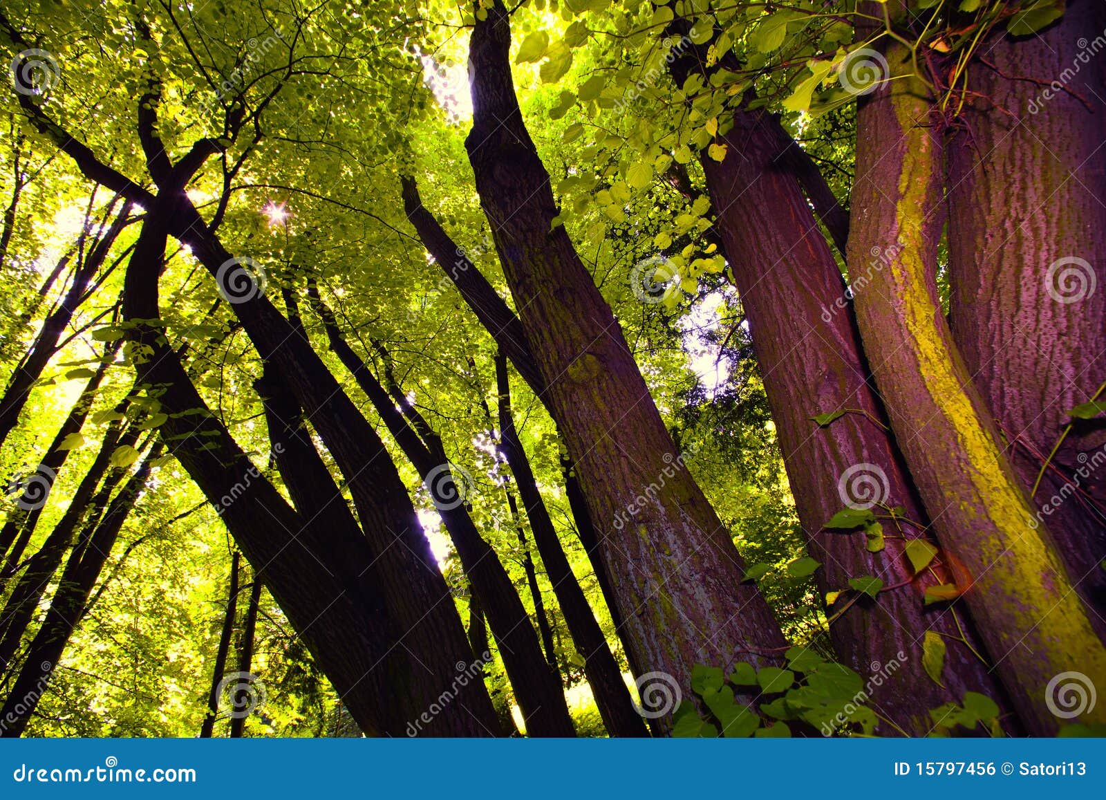 Tree canopy stock photo. Image of natural, pattern, forest - 15797456