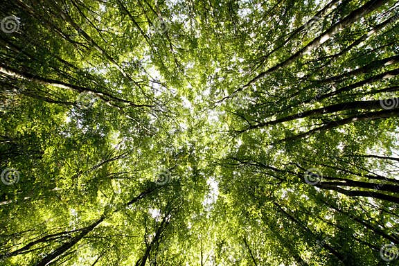 Tree canopy stock image. Image of nature, outdoor, leaf - 16171341