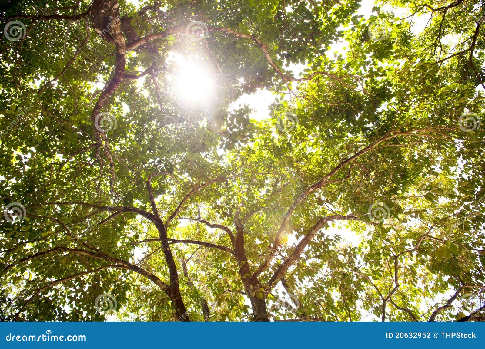 Tree Canopy stock photo. Image of island, asia, conservation - 20632952