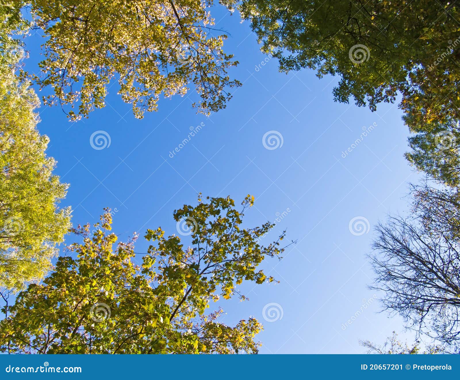 Tree canopy stock image. Image of pattern, colorful, light - 20657201