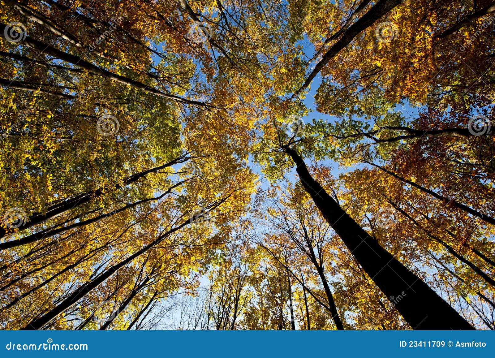 Oak Tree Canopy Royalty-Free Stock Image | CartoonDealer.com #126682246