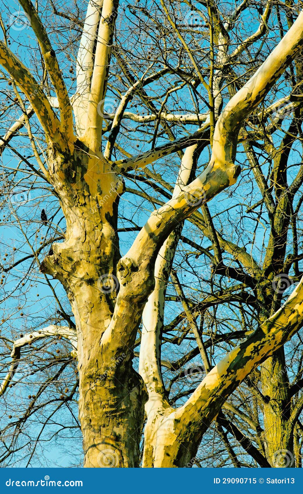 Tree canopy stock image. Image of beautiful, outdoor - 29090715