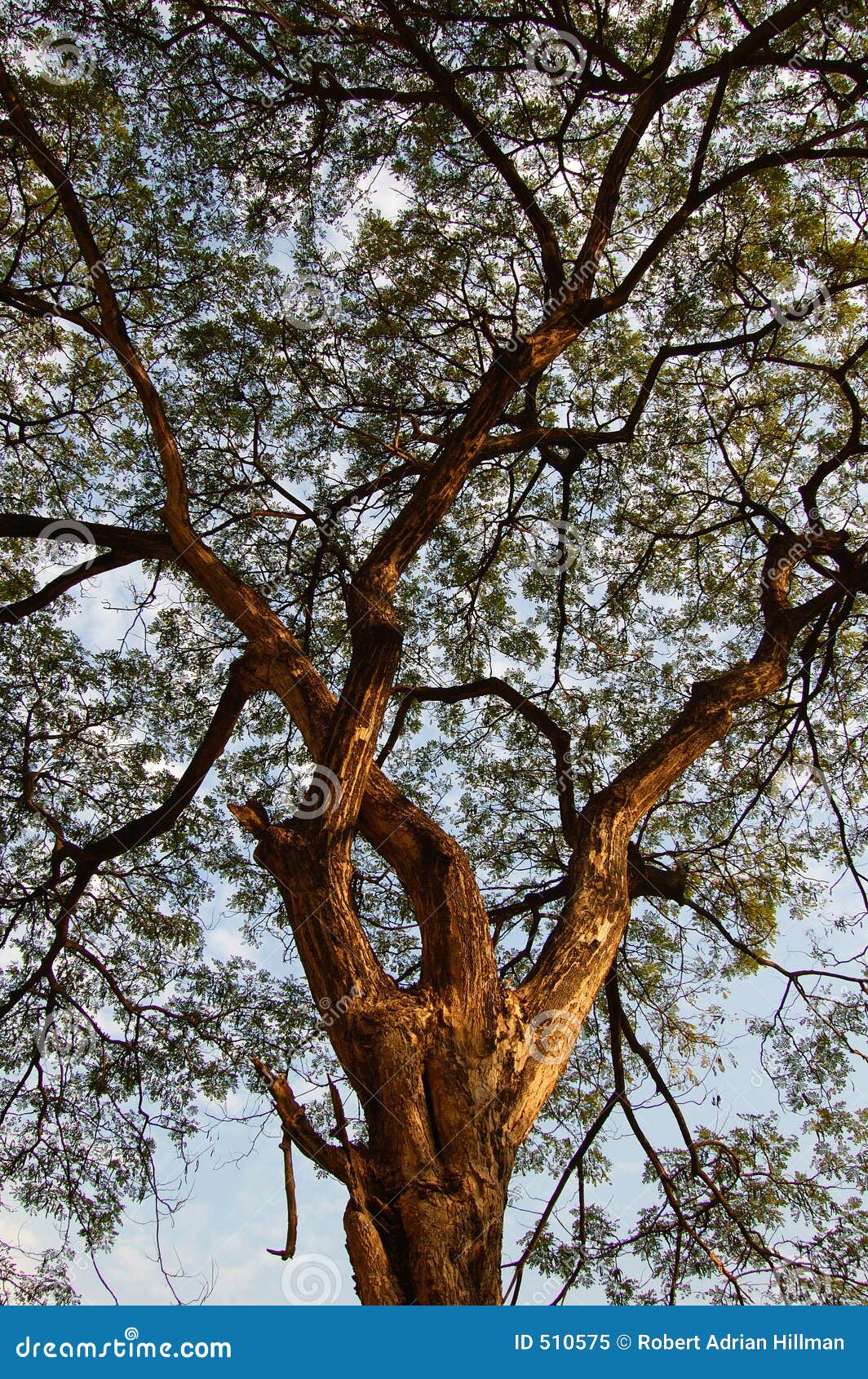 Tree canopy stock image. Image of tree, expand, shelter - 510575