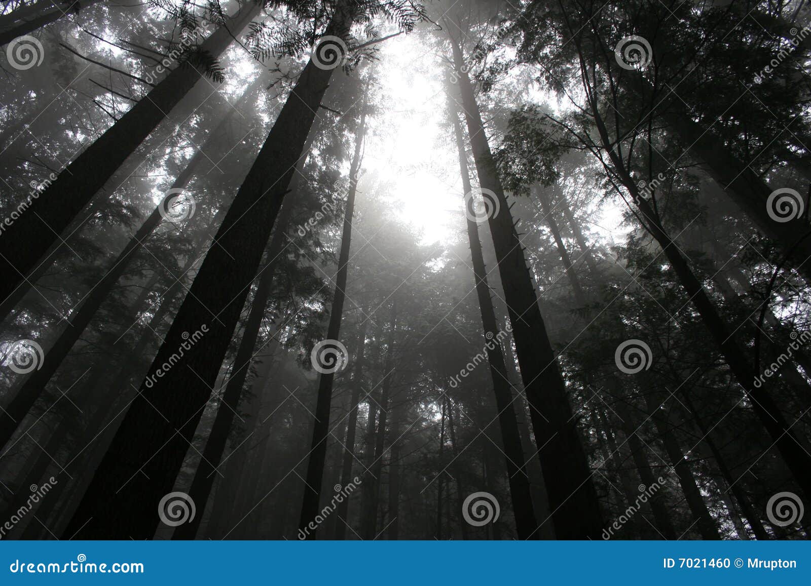 Tree canopy stock photo. Image of grouse, canopy, grind - 7021460 Tree canopy stock photo. Image of grouse, canopy, grind - 7021460
