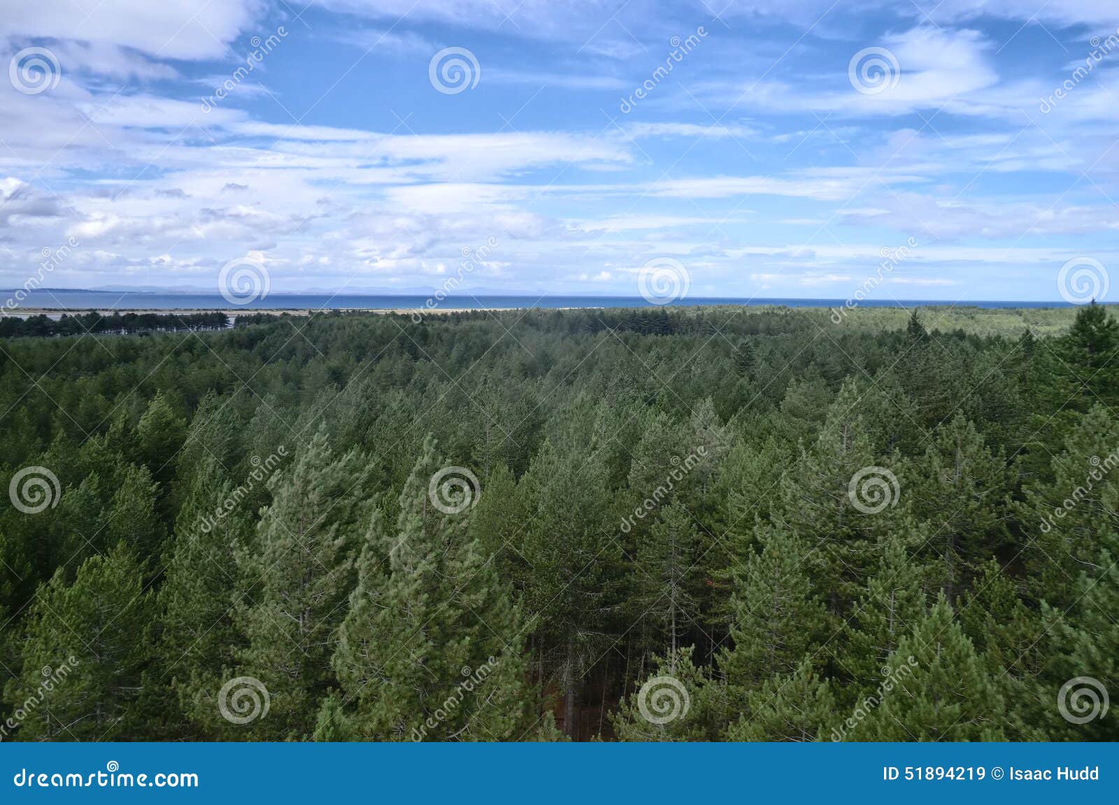 Tree canopy from above stock image. Image of forest, clouds - 51894219