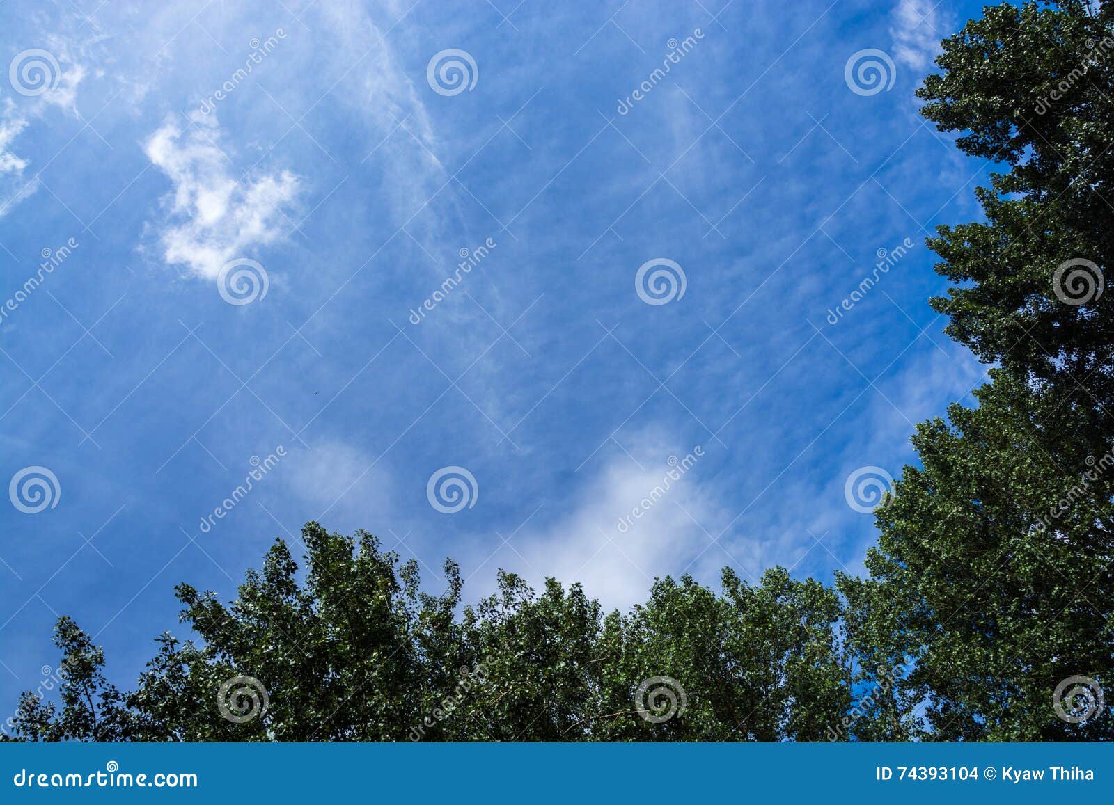 Tree Canopy Against Summer Blue Sky Stock Photo - Image of horizontal ...