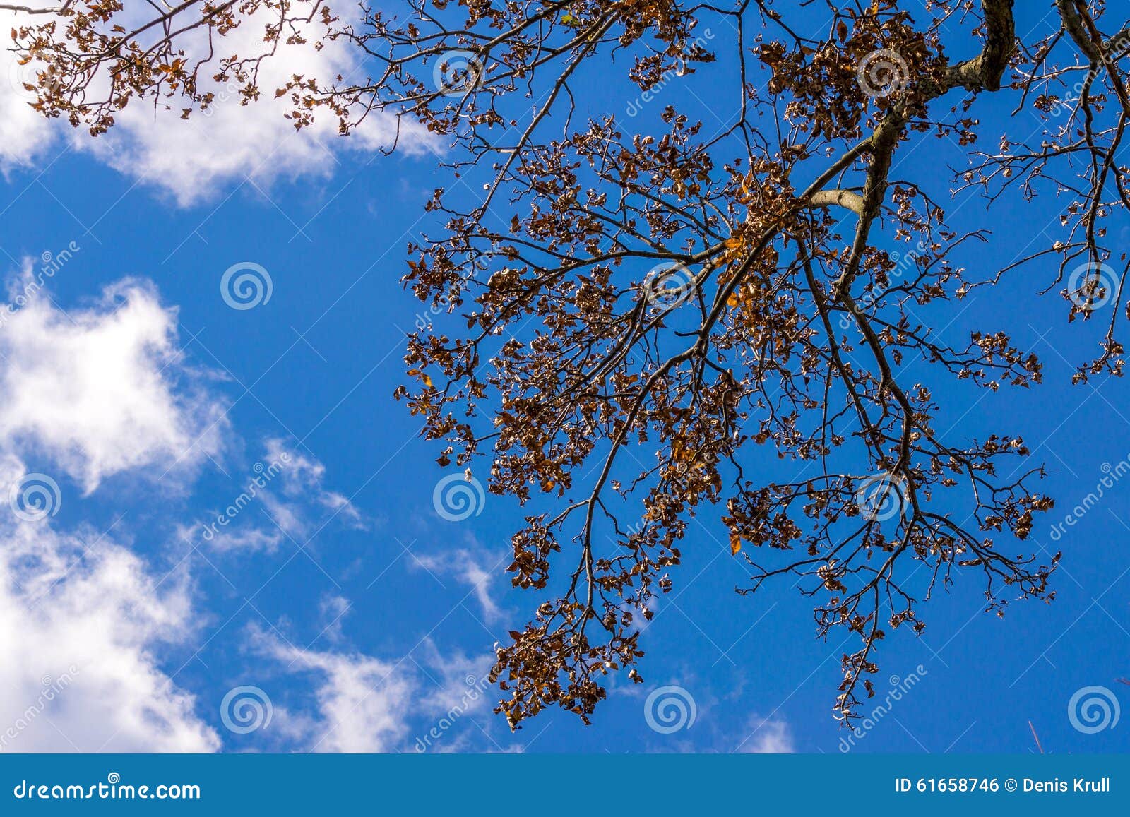Tree Canopy Against White Clouds and Blue Stock Photo - Image of view ...