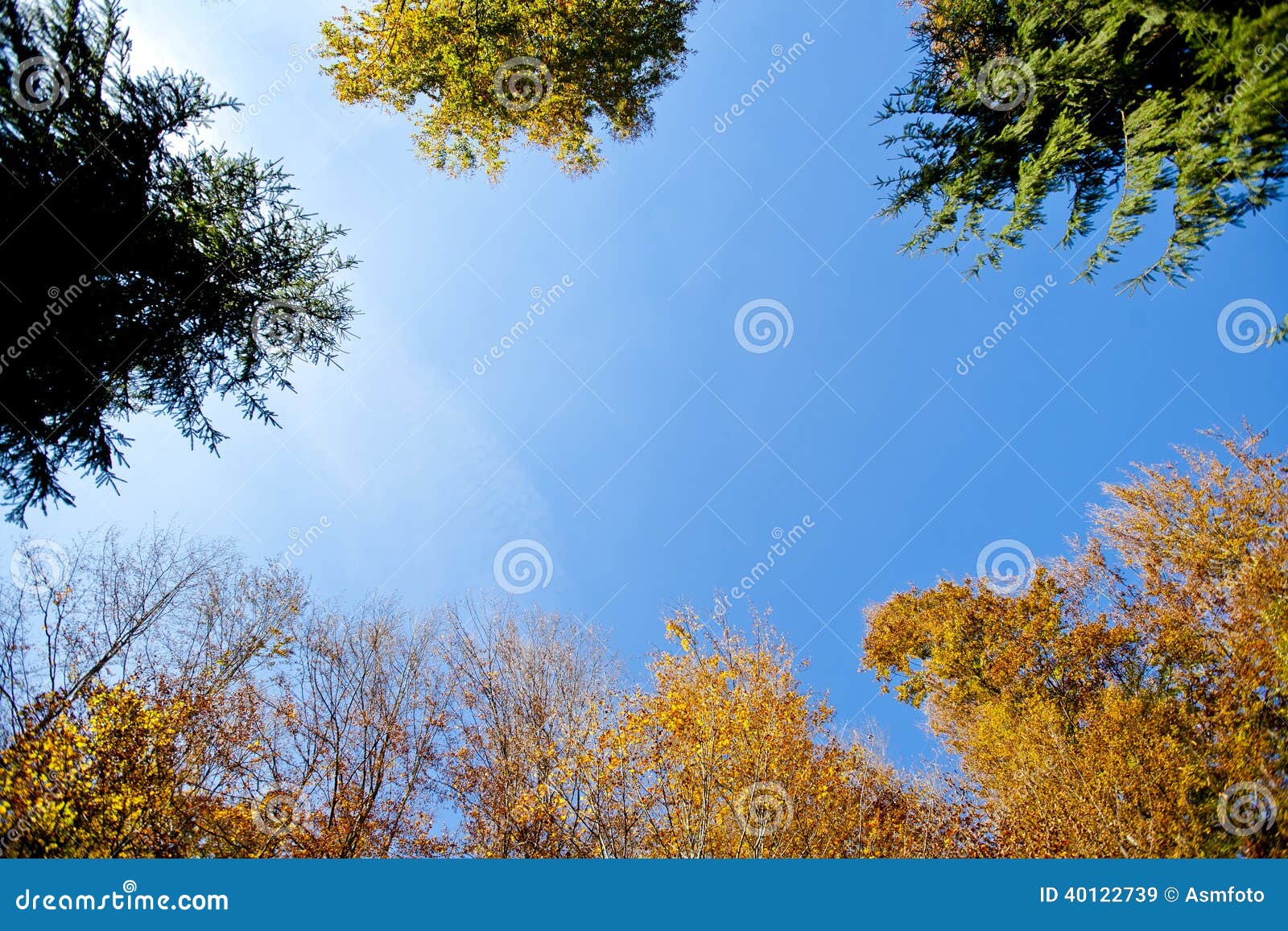 Tree Canopy in Autumn Around with Sky Stock Image - Image of green ...