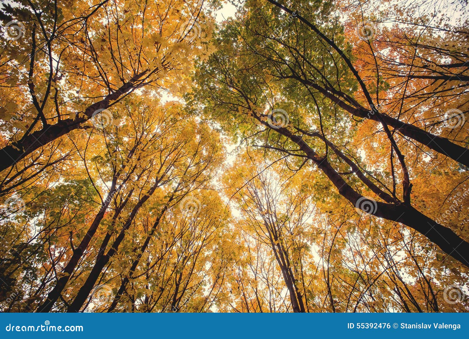 Tree Canopy in Autumn Beech Forest Stock Photo - Image of foliage ...