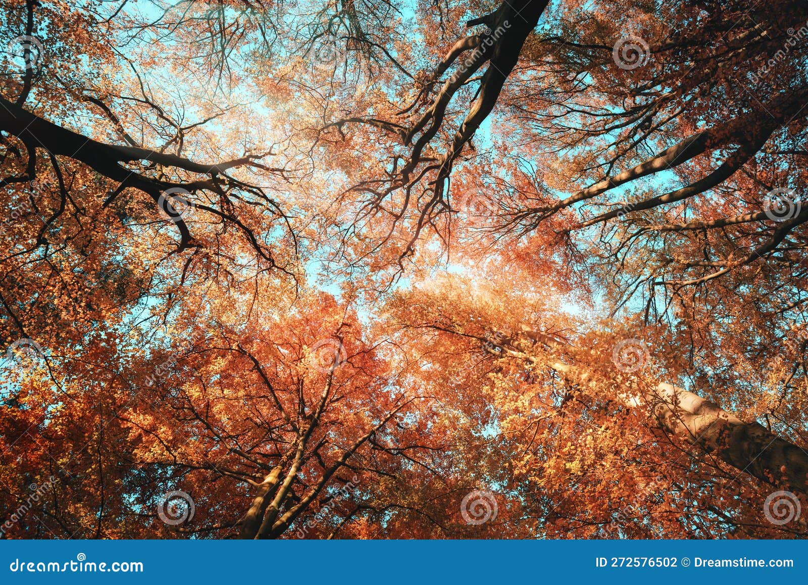 Tree Canopy in Beautiful Autumn Tones Stock Photo - Image of sunlight ...