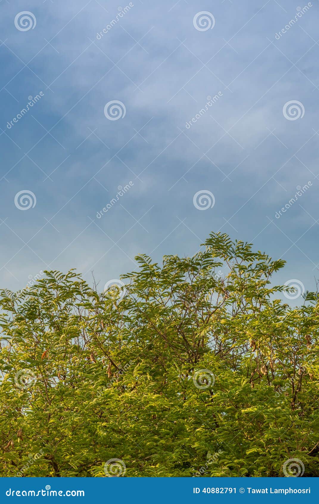 Tree Canopy and Big Blue Sky Stock Image - Image of tree, blue: 40882791