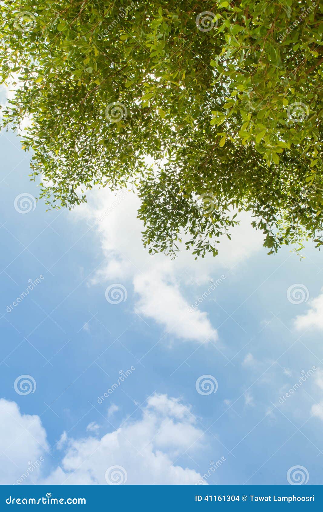 Tree Canopy and Big Blue Sky Stock Photo - Image of high, ecology: 41161304