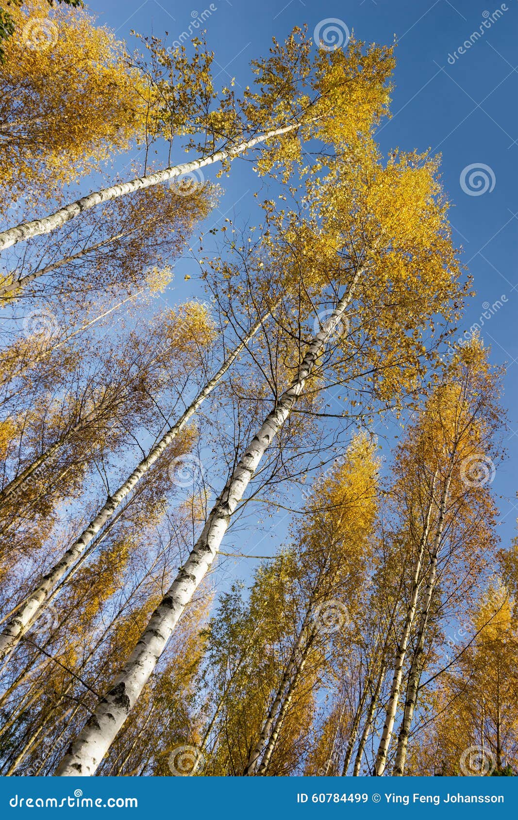 Tree canopy of birch trees stock image. Image of orange - 60784499