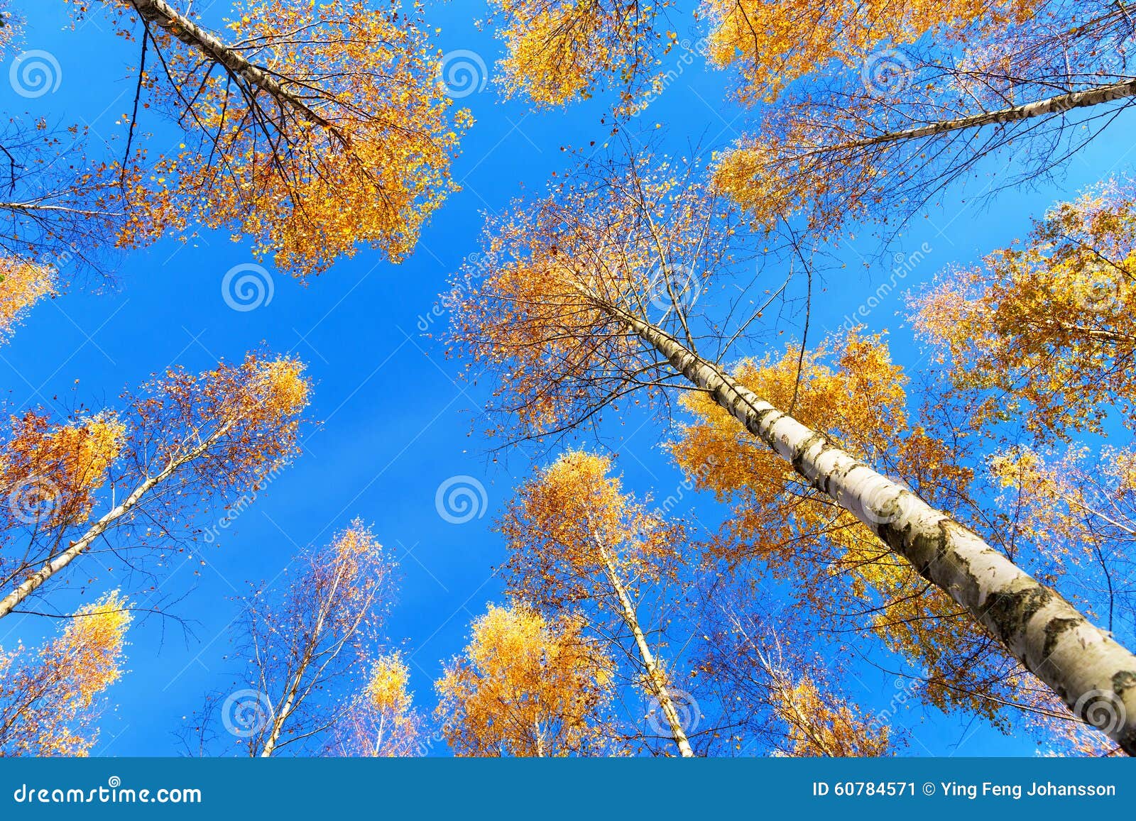 Tree canopy of birch trees stock image. Image of trunk - 60784571