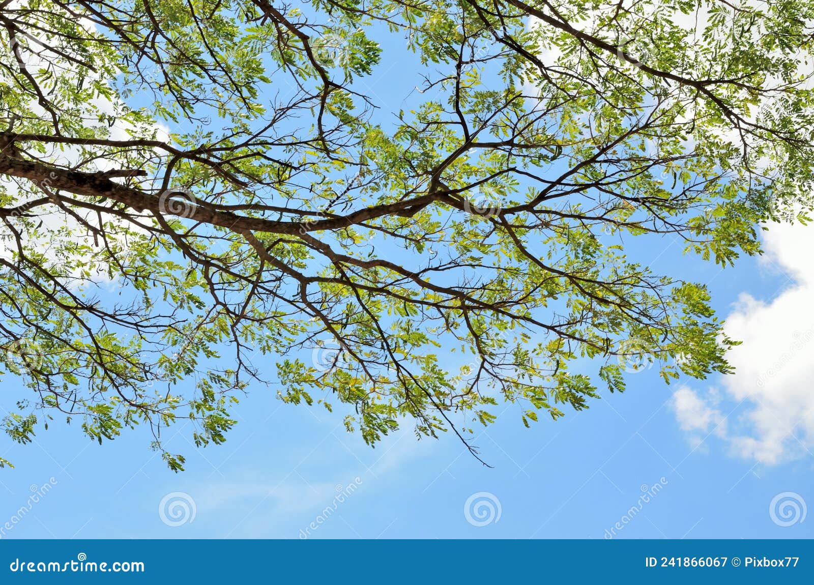 Tree Canopy with Blue Sky and Clouds Stock Image - Image of environment ...