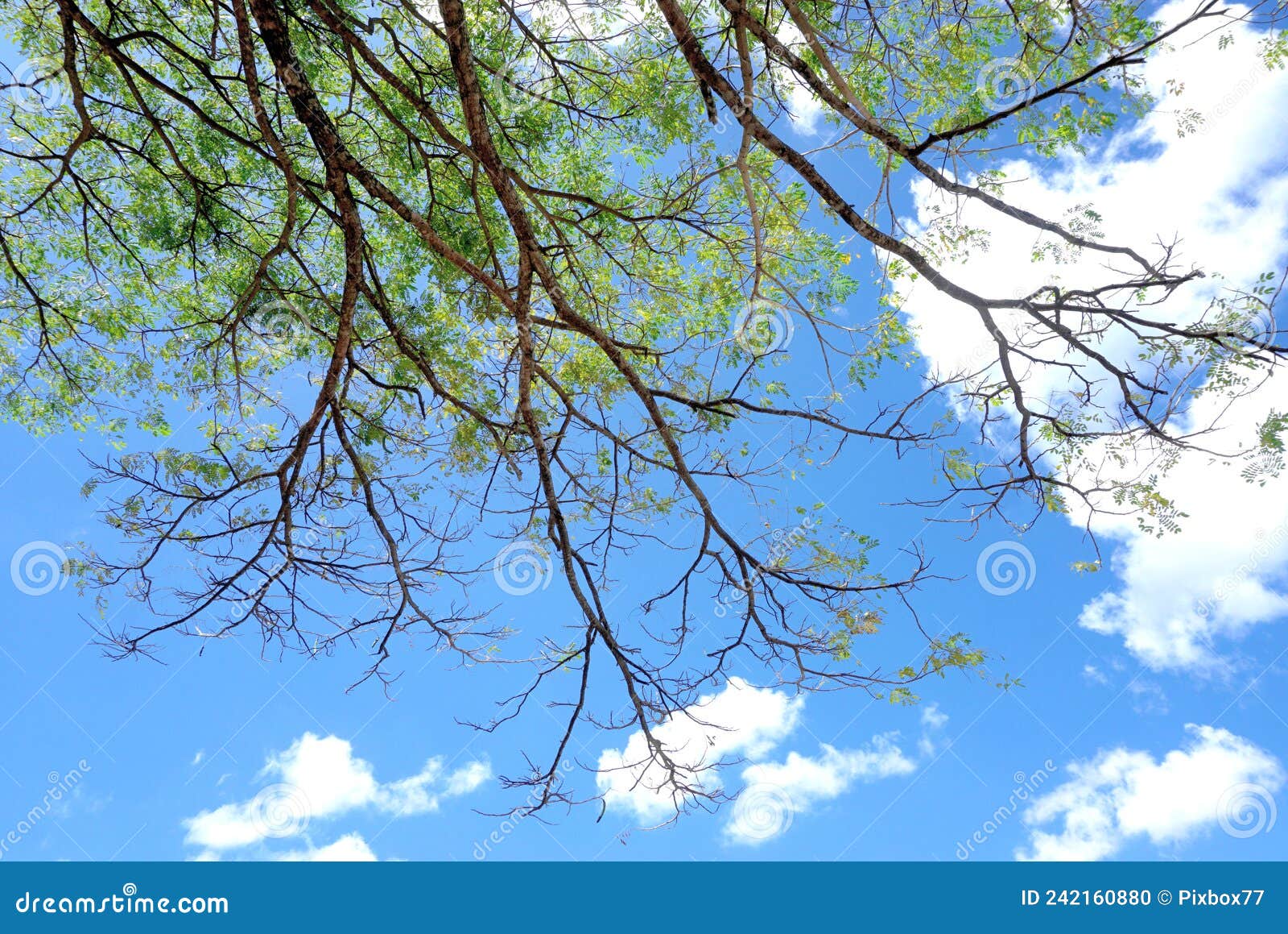 Tree Canopy with Blue Sky and Clouds Stock Photo - Image of outdoor ...