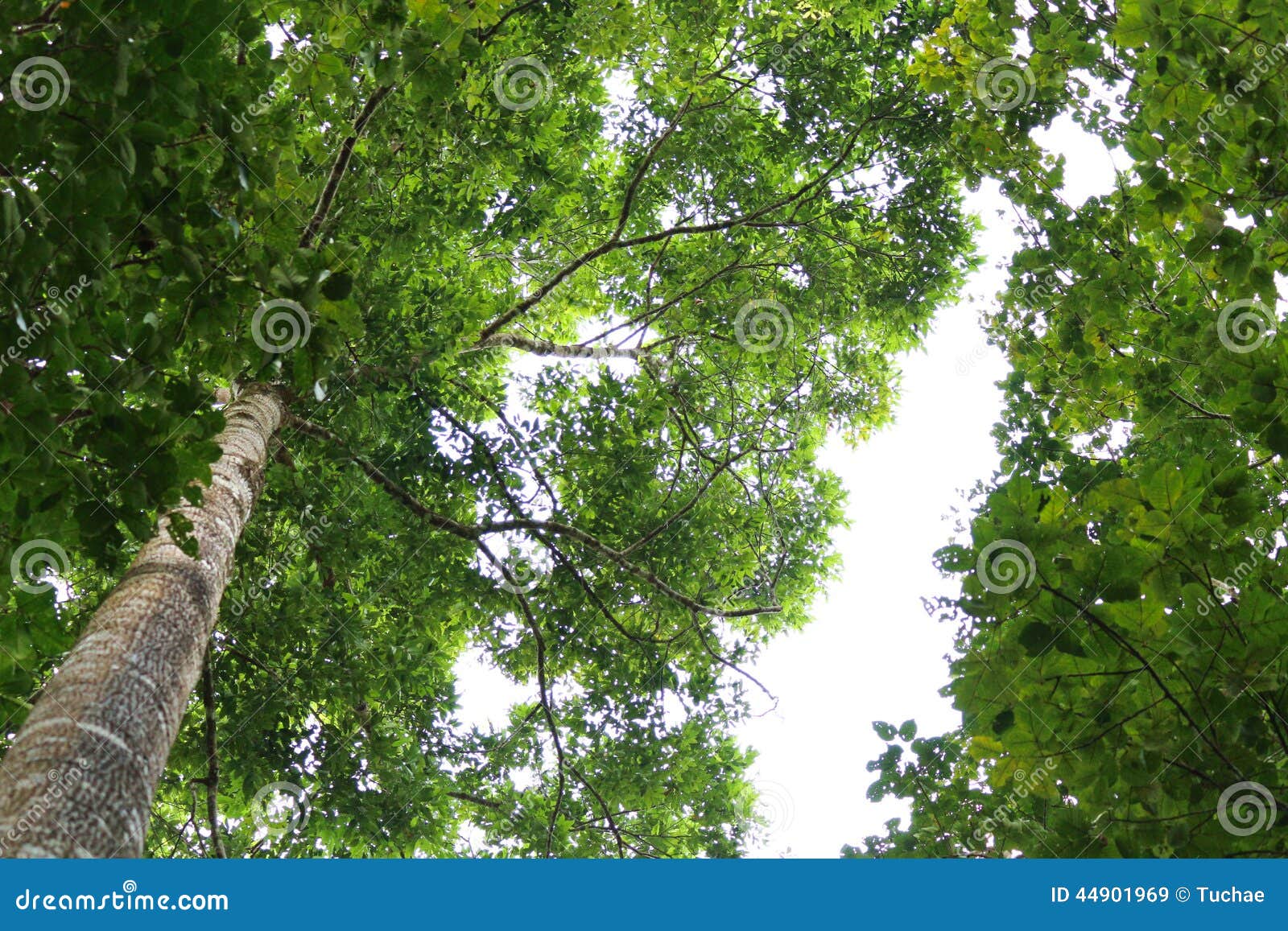 Tree canopy stock image. Image of nature, forest, branch - 44901969